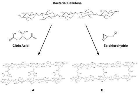 Crosslinking Reaction Between The Hydroxyl Groups Of The Bacterial