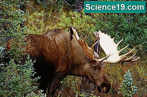 Растения и животни в широколистни гори 💫 Научно Популярен Мултимедиен Портал 2025