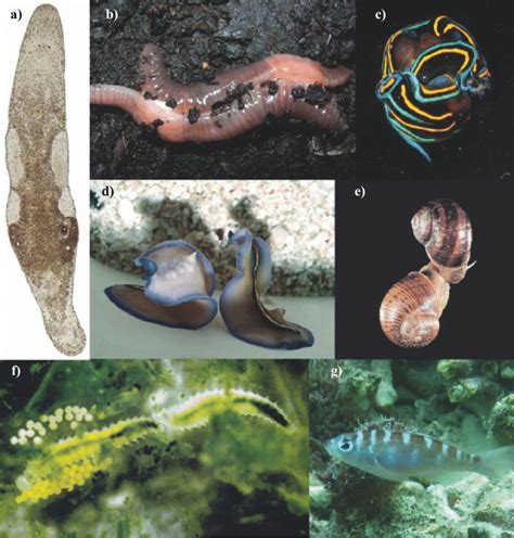 A Gallery Of Classic Hermaphroditic Study Systems The Sex Download Scientific Diagram