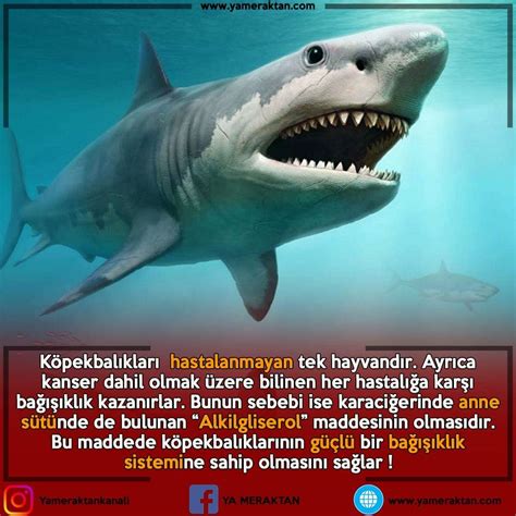 alkilgliserol #1857031 - uludağ sözlük galeri