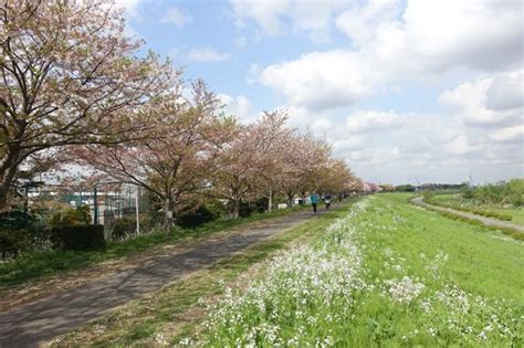 多摩川等々力土手の桜並木 2025年の見頃と現在の開花状況は 歩いてみたブログ