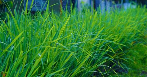 Lemongrass Vs Lemon Balm Know The Differences Its Never Not Teatime