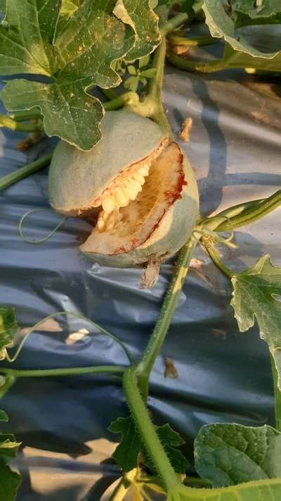 फळे अशा प्रकारे होत आहेत कृषी समुदाय प्लँटिक्स