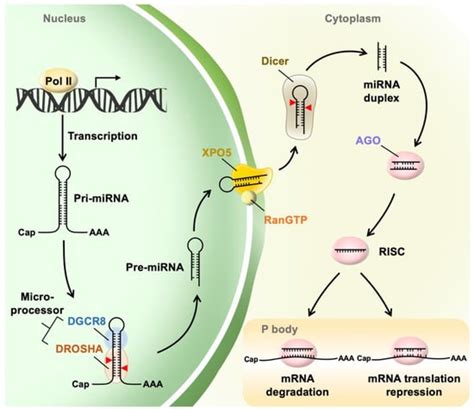 Ijms Free Full Text The Impact Of Dysregulated Microrna Biogenesis
