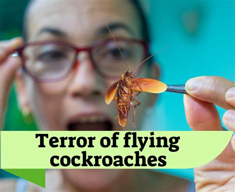 Flying Cockroach Get Rid Of Wasps Spiders Cockroaches Pest Control