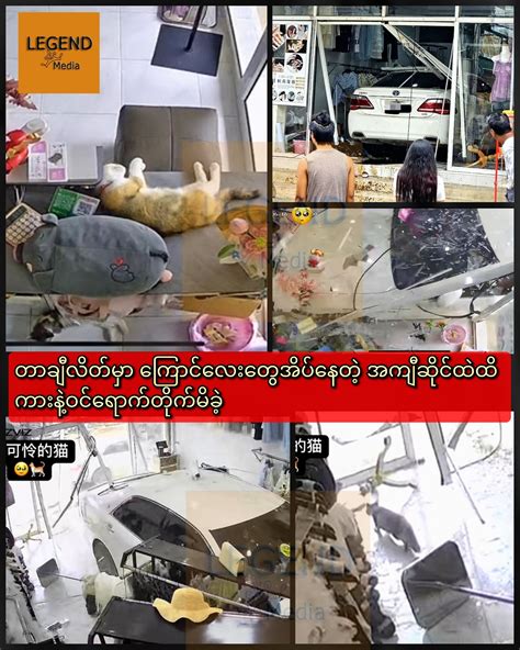 Legend တာချီလိတ်မှာ ကြောင်လေးတွေအိပ်နေတဲ့ အကျီဆိုင်ထဲထိ ကားနဲ့ဝင်ရော