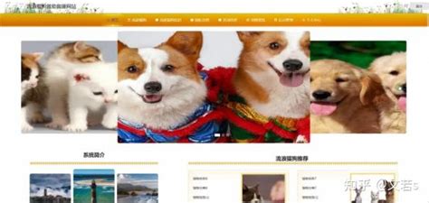 Java毕业设计 基于springboot框架的流浪猫狗救助救援网站系统项目实战附源码论文 知乎