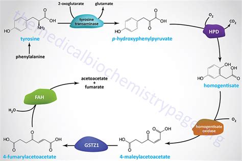 Tyrosinemia Pathway Tyrosine Metabolism Springerlink