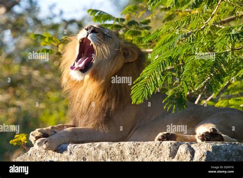 African Male Lion Stock Photo Alamy