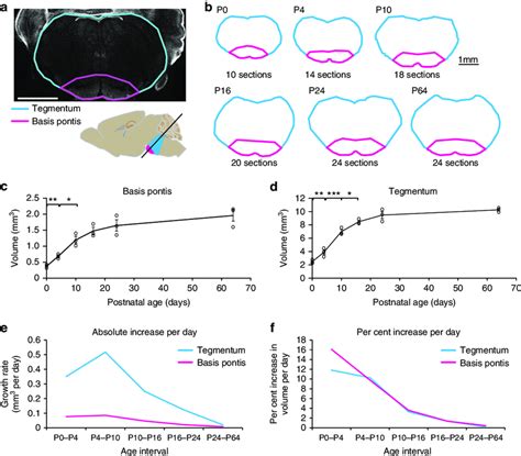 Postnatal Growth Of Mouse Pons A Dapi Stain Of P0 Mouse Pons Download Scientific Diagram