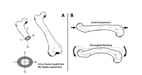 bone cross section model cross sectional anatomy kenhub as shown in