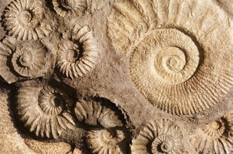 What Is A Fossil The Learning Zone