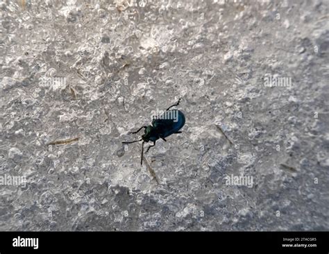 Spring The First Beetle Chrysochus Cobaltinus Crosses The Field Of