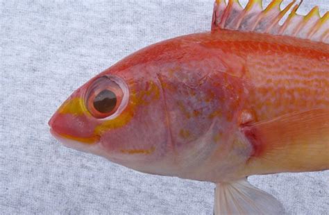 Bleeding Wrasse Mexican