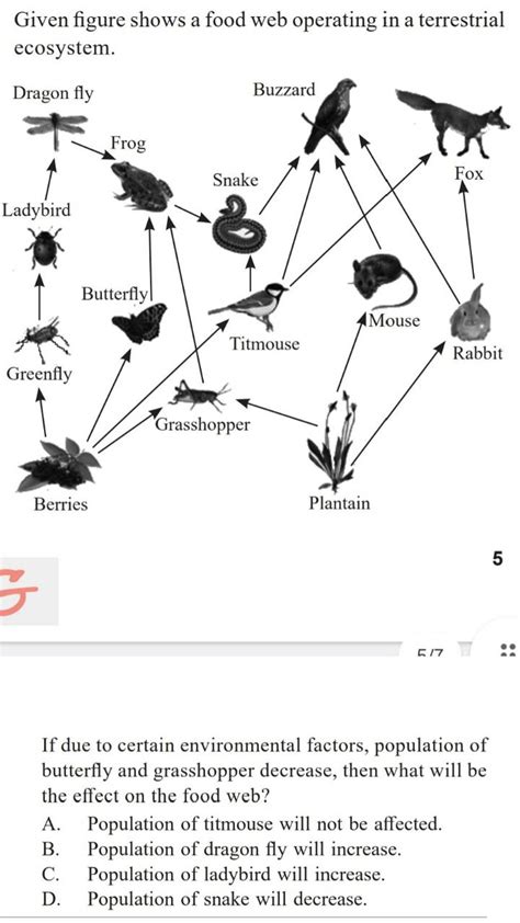 Given Figure Shows A Food Web Operating In A Terrestrial Ecosystem 5 If