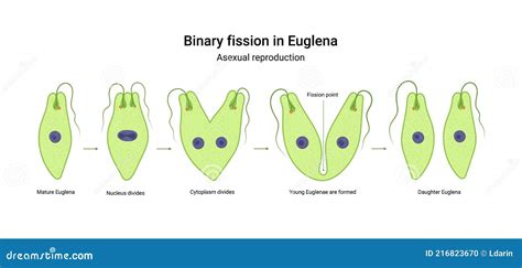Binary Fission In Amoeba Cartoon Vector CartoonDealer