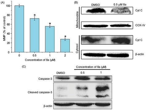 Effects Of 8a On The Level Of Mmp And Expression Of Apoptosis Related