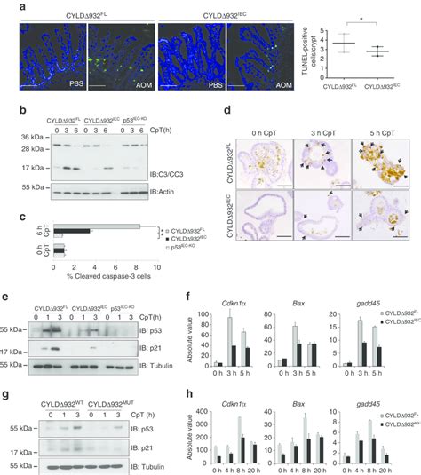 Impaired Dna Damage Induced P53 Activation In Cyldd932 Mutant
