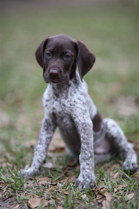 Meet Beau 8 Week Old German Shorthaired Pointer Raww