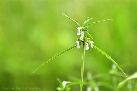 Thumba Flower Thumbapoo Ceylon Slitwort Leucas Zeylan Flickr