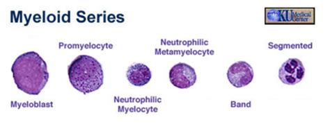 Chapter 22 Structure And Function Of The Hematologic System Part 2 Flashcards Quizlet