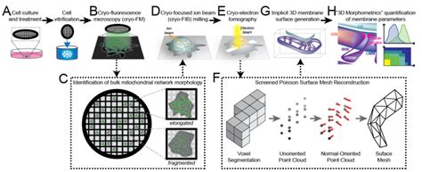 Microscopy Preprints Bioimage Analysis Tools
