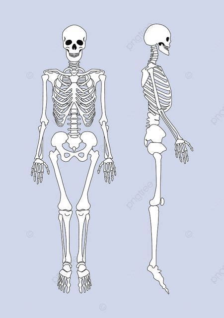 골격계 인체 지지 공사 약 머리 건강 Png 일러스트 및 벡터 에 대한 무료 다운로드 Pngtree 인체 그림 두개골