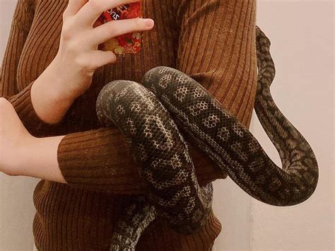 Coogee Nsw Warning After Pythons Let Loose In Beachside Suburb The