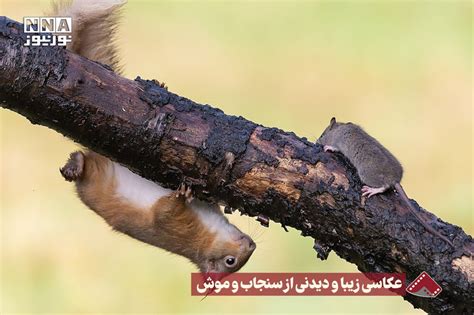نورنیوز نورنما عکاسی زیبا و دیدنی از سنجاب و موش فیلم صاحب‌خبر