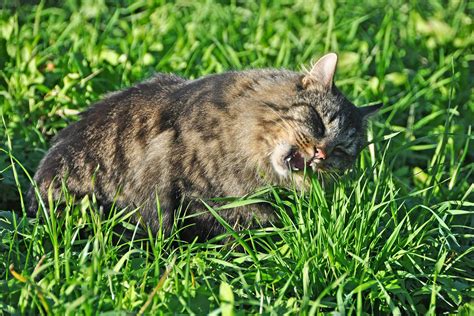 Grass Allergy In Cats Symptoms Causes Diagnosis Treatment