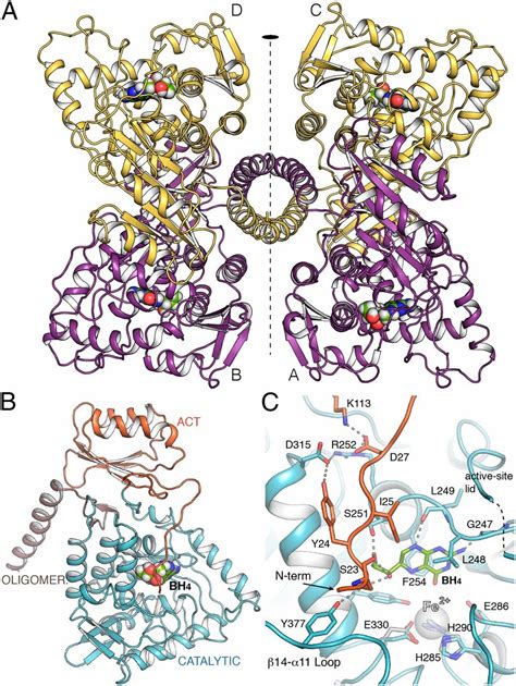 Tyrosine Hydroxylase Structure