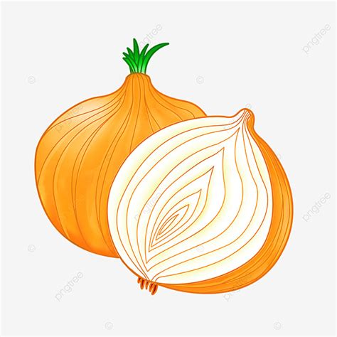 양파 일러스트 양파 클립 아트 성분 야채 Png 일러스트 및 Psd 이미지 무료 다운로드 Pngtree