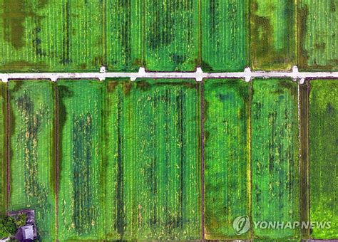 [르포] 장마철도 아닌데… 때아닌 폭우 피해에 농민들 허탈 나무뉴스