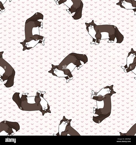 Cute Cartoon Snowshoe Cat Seamless Vector Pattern Pedigree Kitty Breed