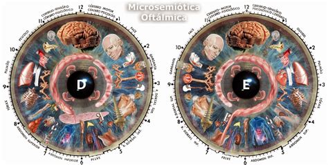 Eye Reflexology Chart 10 Pcs Free Downlaod Maikong Iridology Camera