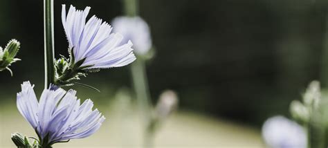 Лечебни свойства на билката синя жлъчка цикория как да се възползваме