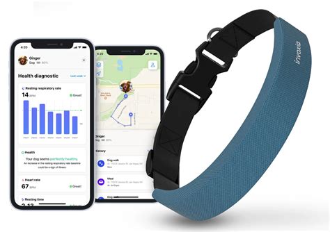 El Collar Inteligente Para Perros Que Rastrea La Frecuencia Respiratoria Y Cardiaca Infobae