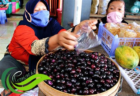 Jamblang Buah Mirip Anggur Yang Mulai Langka Yang Banyak Manfaatnya