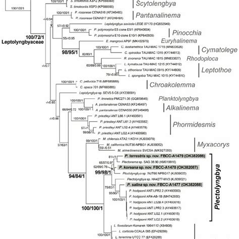 Maximum Likelihood Ml Phylogeny Of The Plectolyngbya Based On 16s