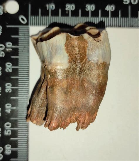 Bison Tooth Russia The Fossil Forum