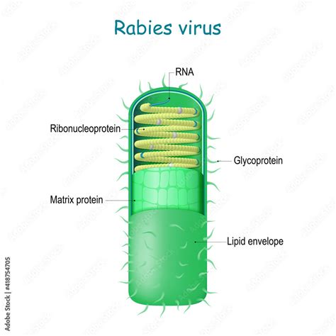 Rabies Virus Virion Rabies Lyssavirus Stock Vector Adobe Stock