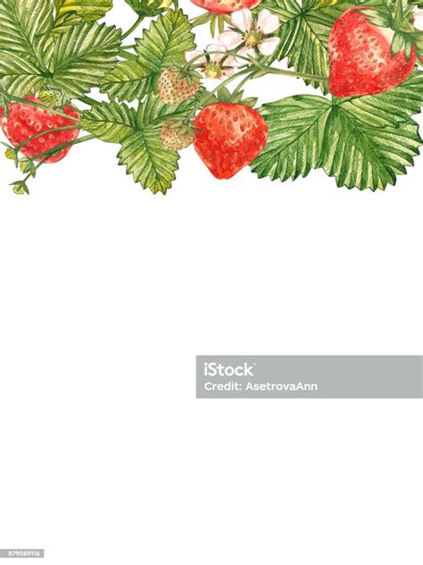 흰색 바탕에 익은 빨간 베리 딸기와 수직 배너 포장 천연 화장품 건강 관리 제품에 대 한 디자인 와 텍스트에 대 한 장소 0명에 대한 스톡 벡터 아트 및 기타 이미지