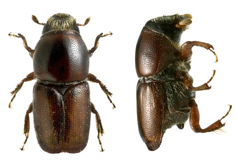 Scolytus Schevyrewi Semenov 1902 Атлас жуков России Фото А В Петрова