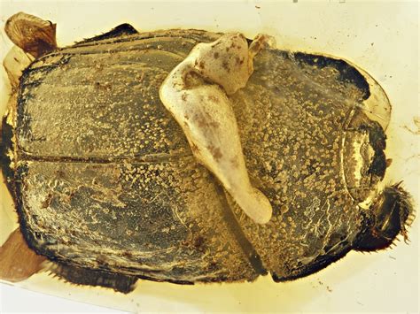 First Fossil Ant Exploiting Beetles Interviews Naked Scientists