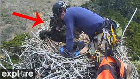 Scientist Climbs Into Huge Bald Eagle Nest Video