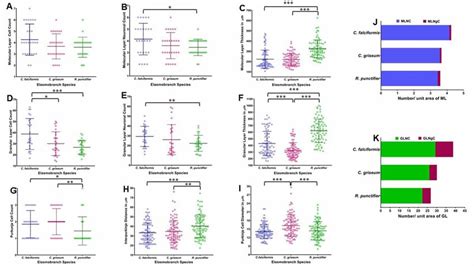 Morphometry Of Different Layers Of Elasmobranchs Cerebellum Graph Download Scientific Diagram