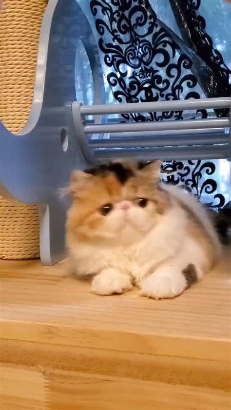 When Do Cats Reach Sexual Maturity