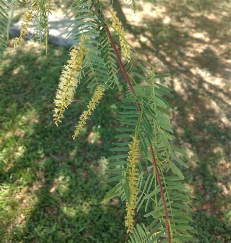 Mesquite Tree Desert Survivor With Hidden Benefits Concienciaeco