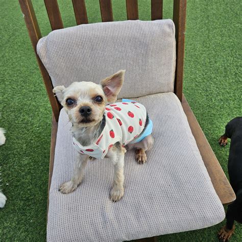 요크셔테리어 양산이 강아지책임분양♥ 강아지무료분양 고양이무료분양 유기견입양 아이조아요양보호소