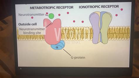 Ionotropic Versus Metabotropic Receptors Youtube